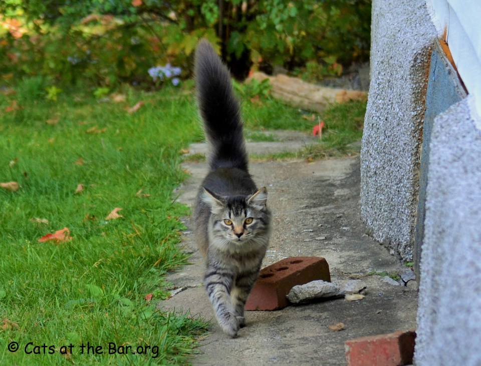A Tail of Perfection – Ravenhawks' Magazine Magick for Mind Body and Soul