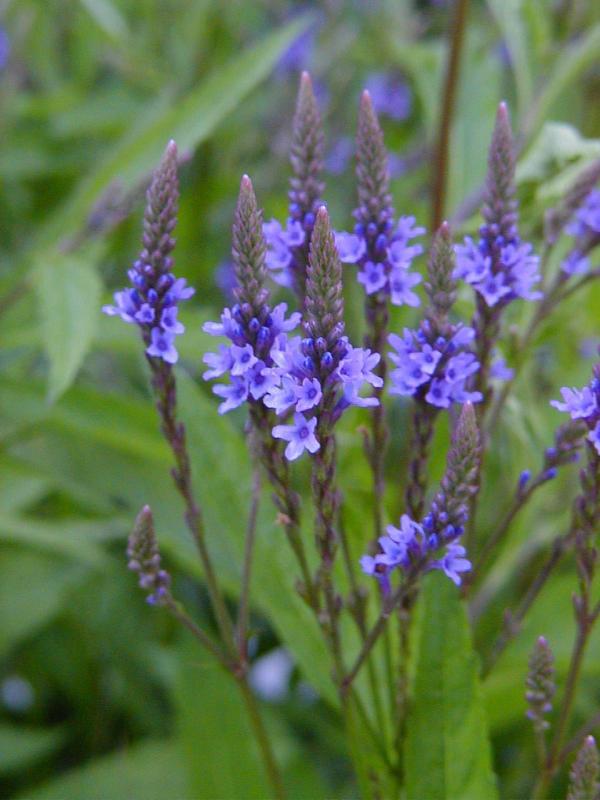 blue-vervain-plant – Ravenhawks' Magazine Magick for Mind Body and Soul