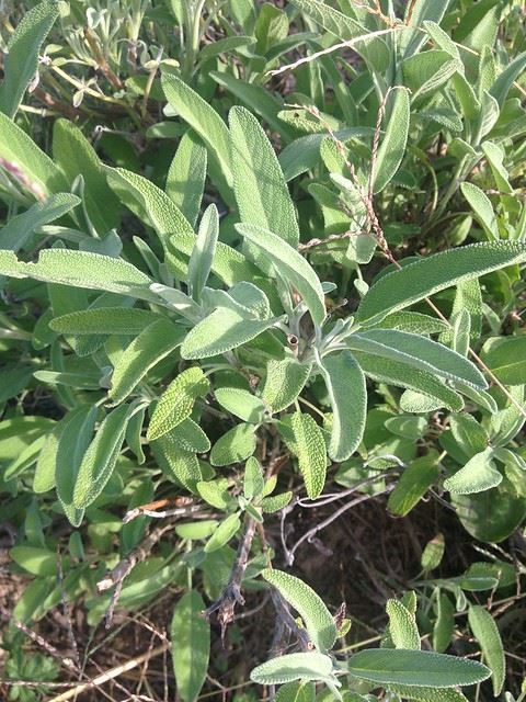 sage-susan-weed – Ravenhawks' Magazine Magick for Mind Body and Soul