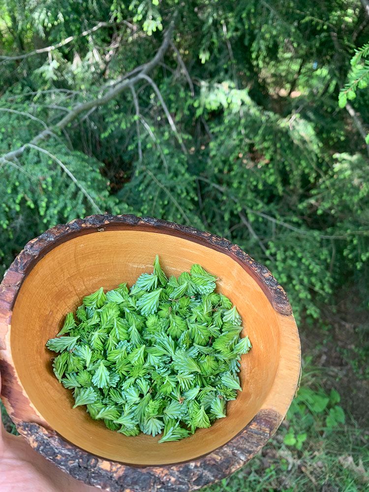 hemlockbuds – Ravenhawks' Magazine Magick for Mind Body and Soul